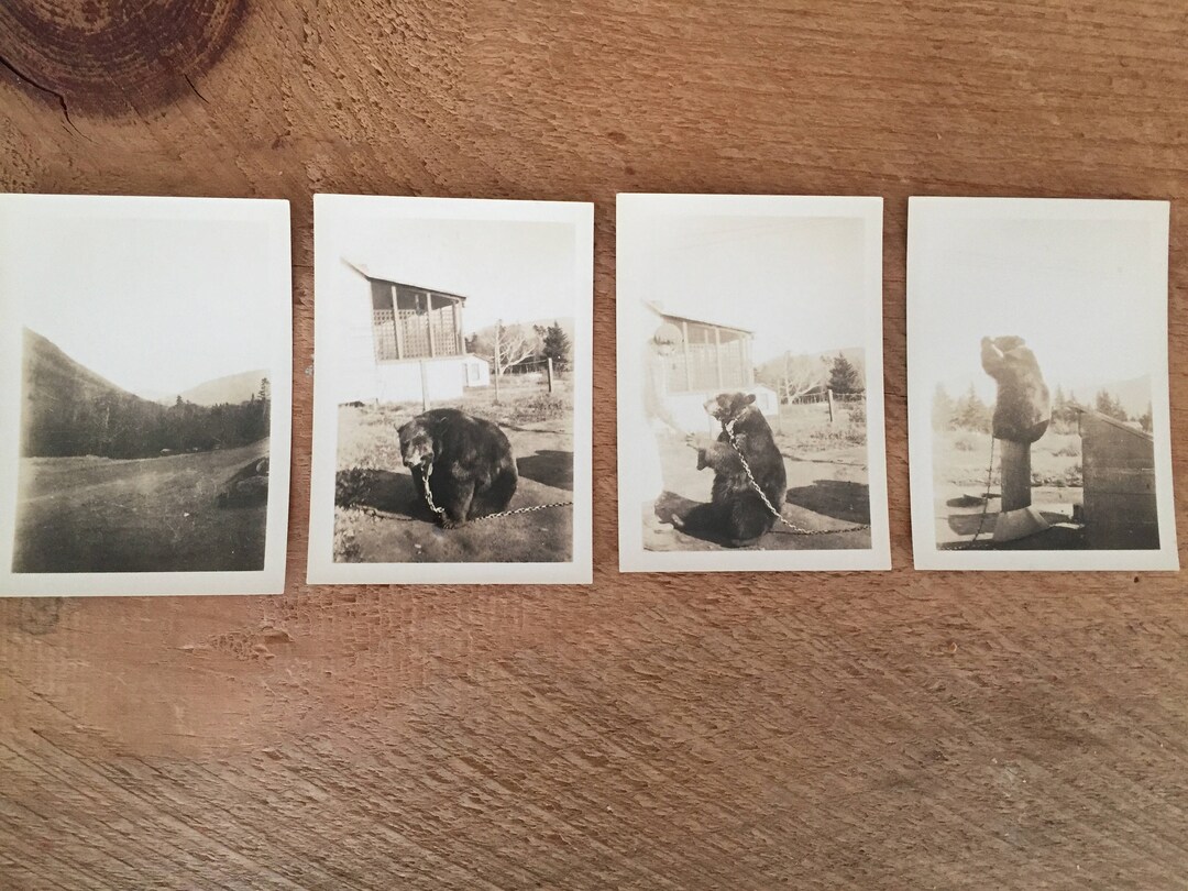 1930 BEAR PHOTOS - Etsy