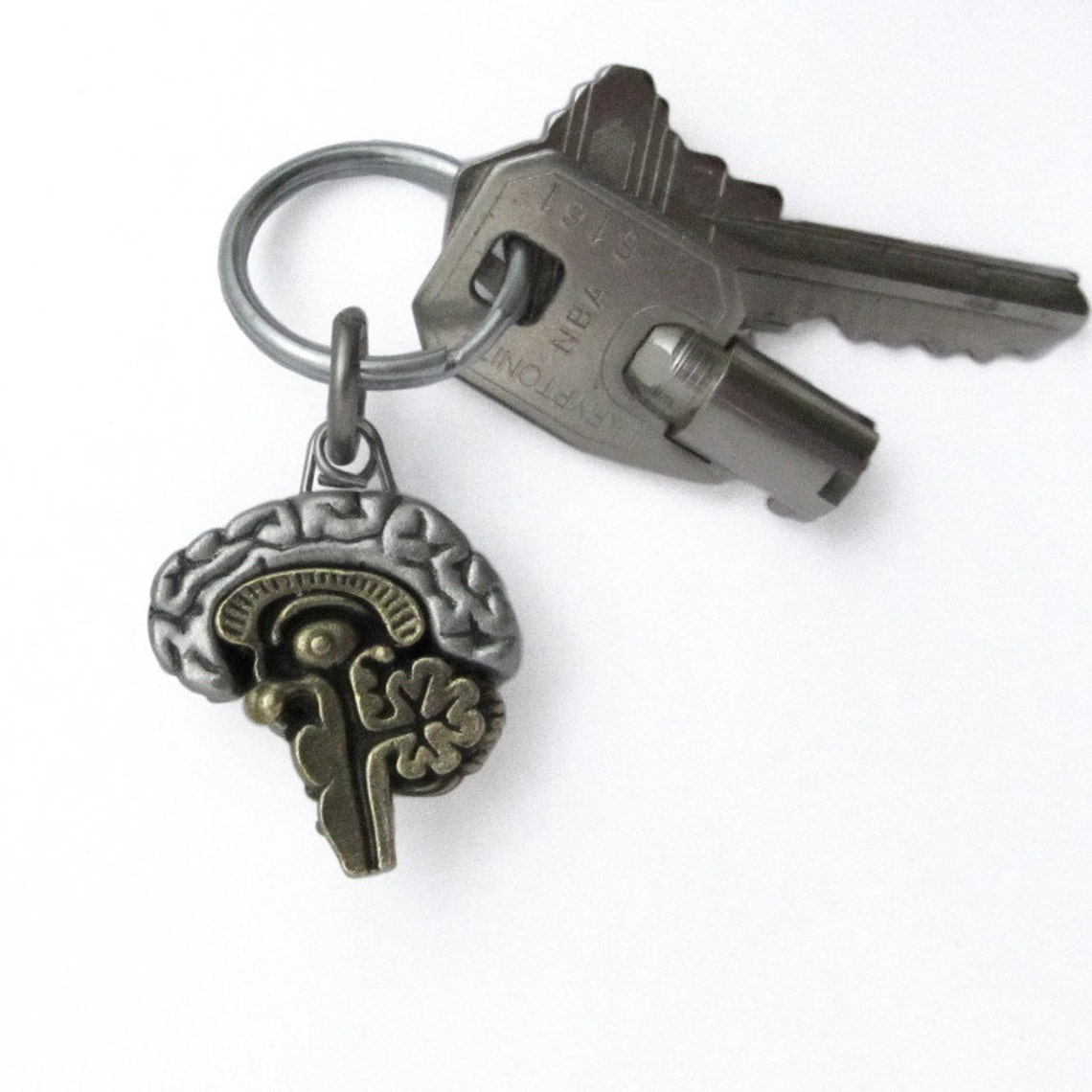 Articulating Human Brain Anatomy Keychain - Etsy