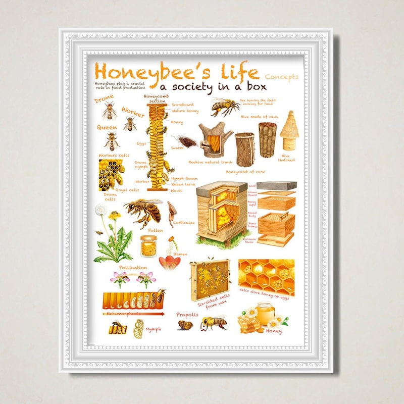 Bee Poster - Etsy