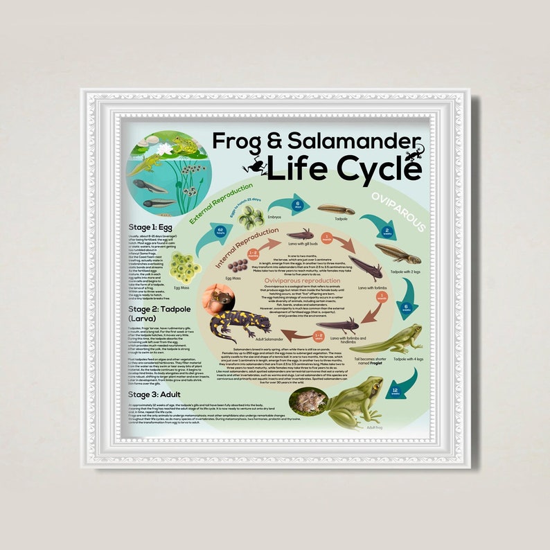 Frog and Salamander Life Cycle - Etsy