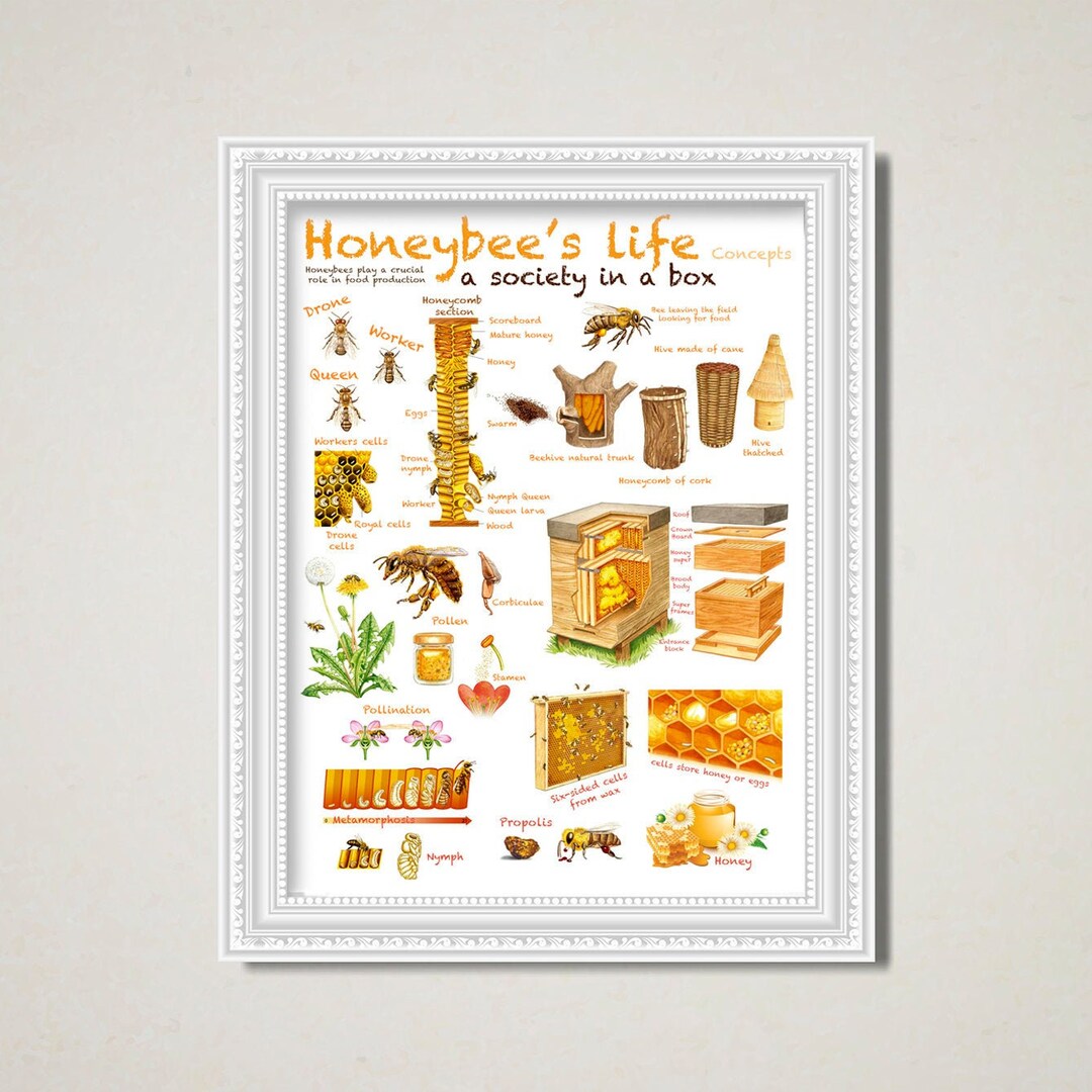 Honeybees Life Digital Poster Download Beekeeper Illustration ...