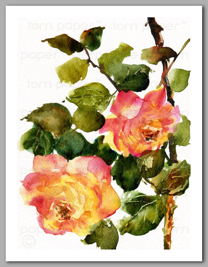 Set of 6 NOTE CARDS - "peace Roses" Watercolor Paintings of Peach and ...