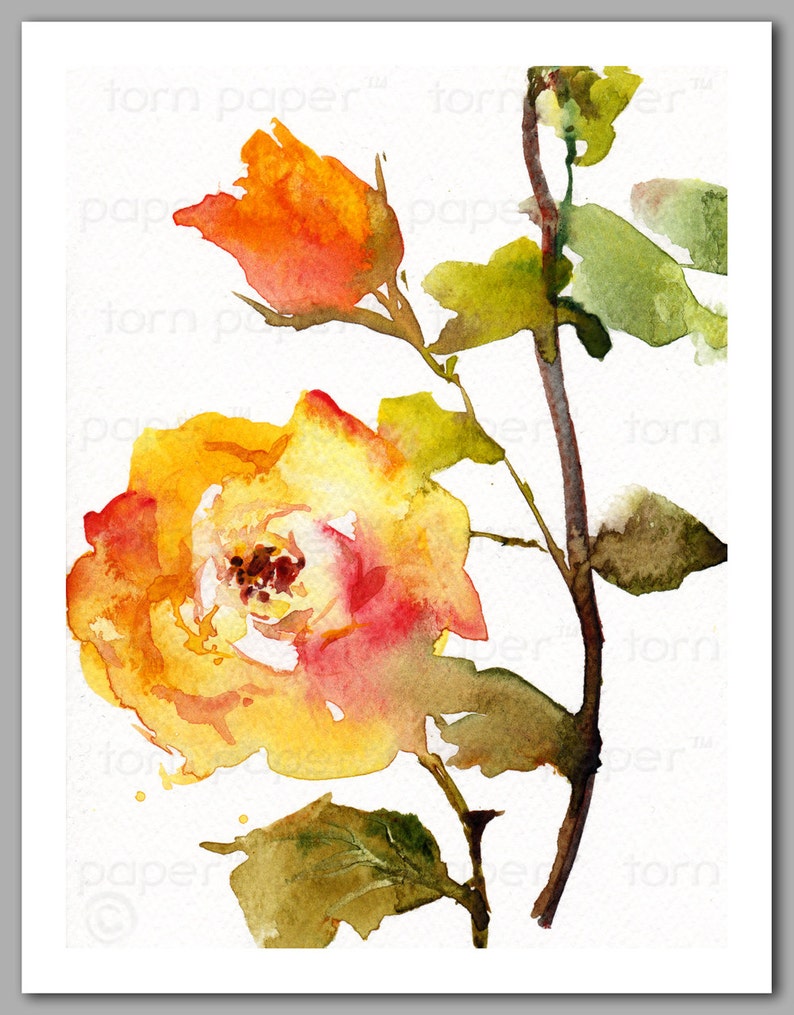 Set of 6 NOTE CARDS - "peace Roses" Watercolor Paintings of Peach and ...