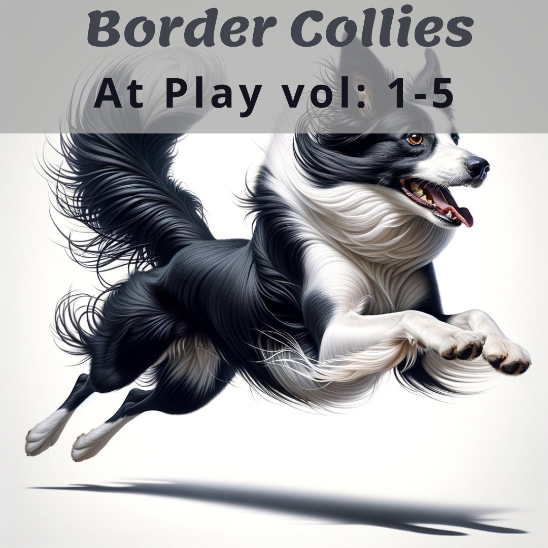 Border Collies at Play. This Digital Image Set Bundle Features Border ...