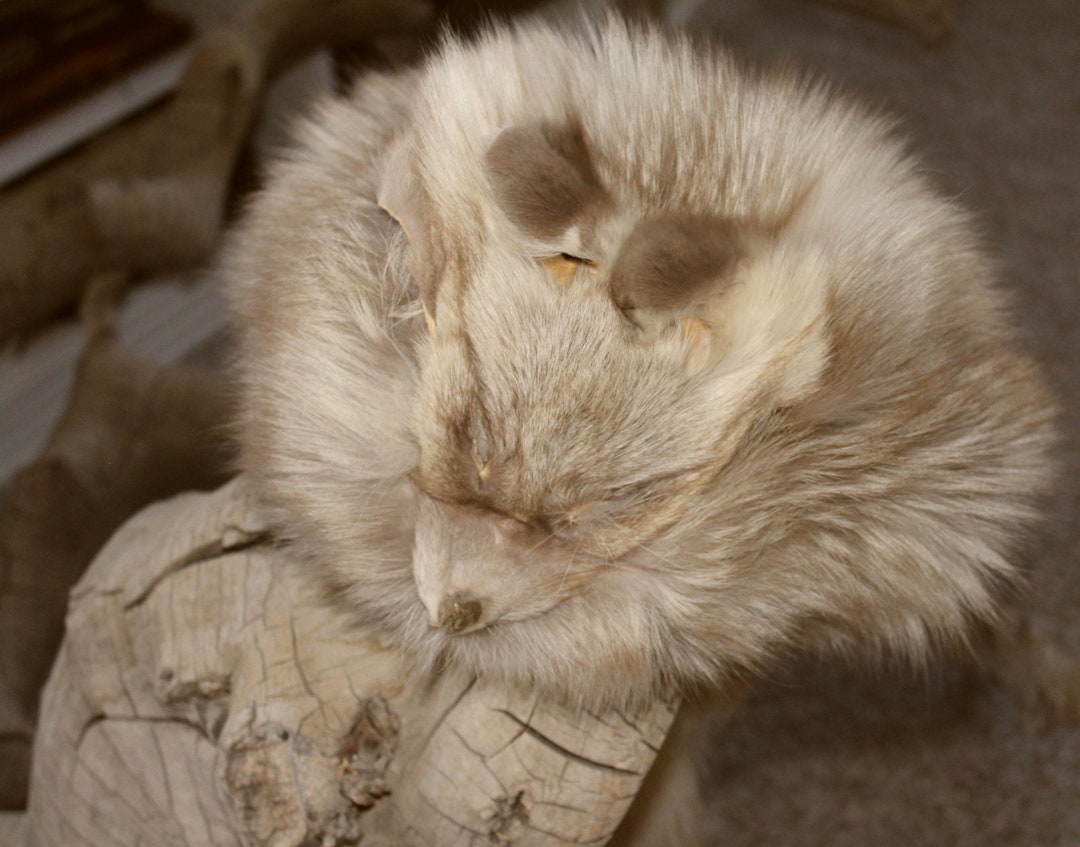 Fox Fur Trappers Mountain Hat, Fox Face and Very Thick Fur Tail, Rare ...