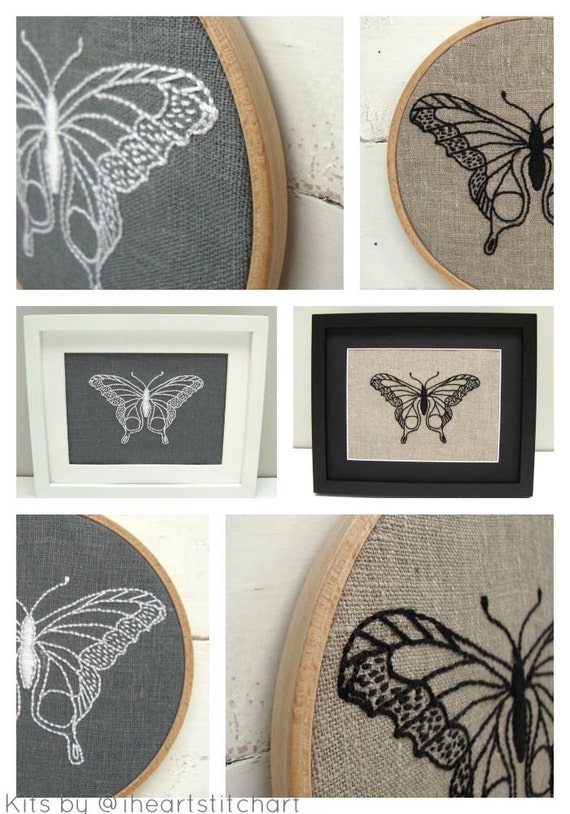 Butterfly Phaloe Cubana Entomology Anatomy Biology Taxidermy Insect ...