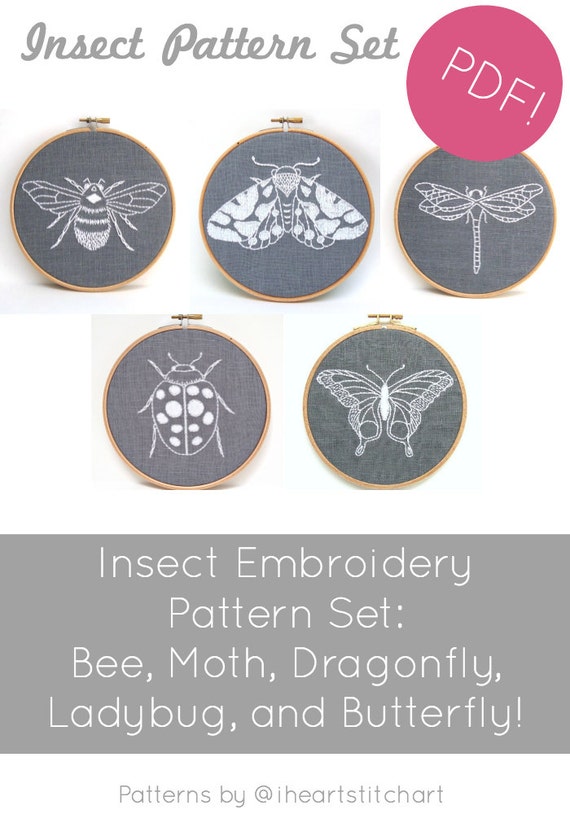 Butterfly Phaloe Cubana Entomology Anatomy Biology Taxidermy Insect ...