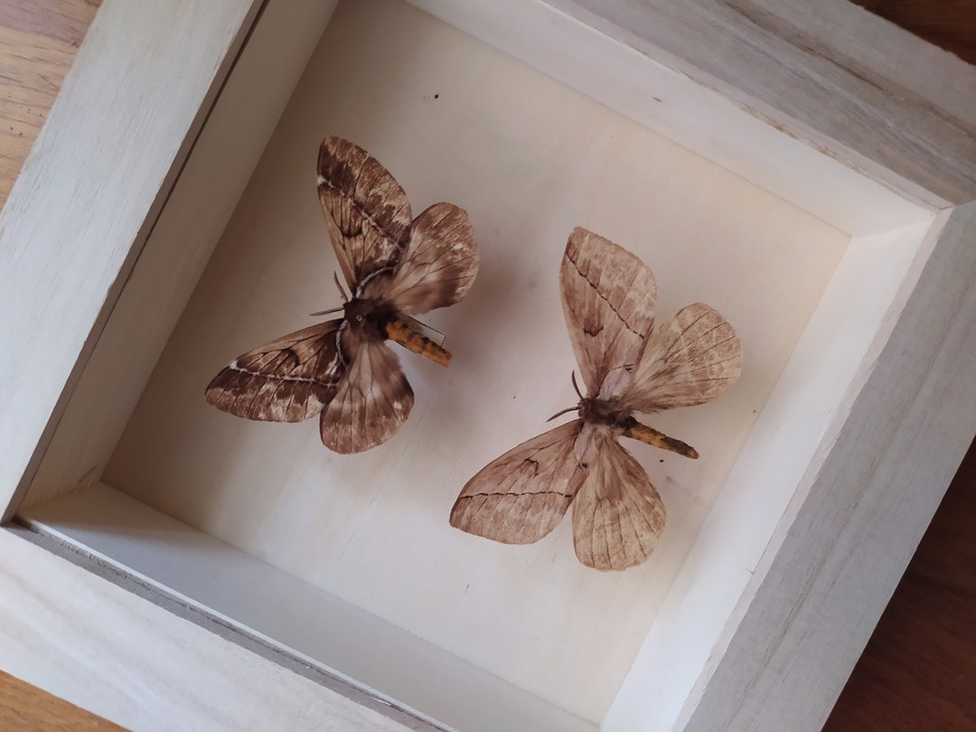 Real Moths Framed Taxidermy Children Education Home Decor - Etsy