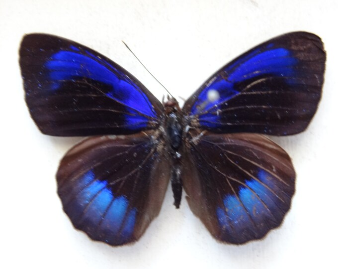 Real Midnight Blue Butterfly Taxidermy in Frame Children - Etsy