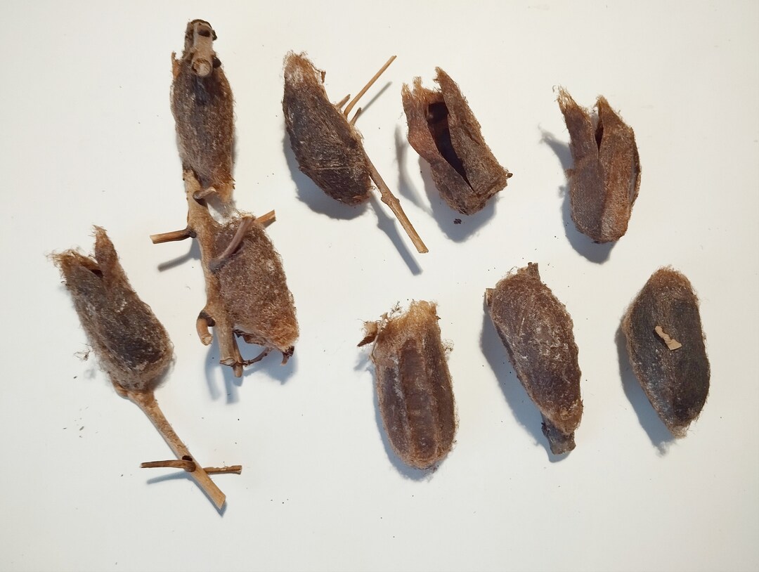 10 X REAL DEAD Cocoons Saturnia Puri / Leer Examples Collectibles ...