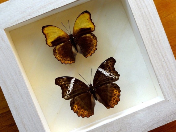 Real Cymothoe Haynae Dirphia Pair Framed Taxidermy Home | Etsy