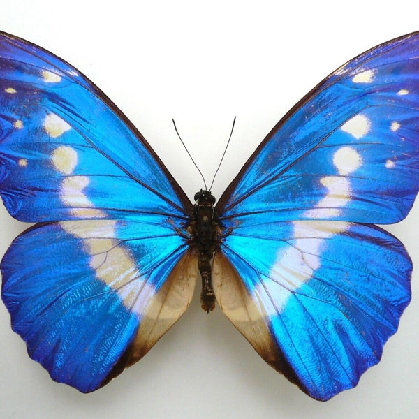 Morpho Helena - Etsy