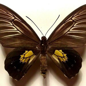 Troides Haliphron Antilochus Female alor MOUNTED - Etsy