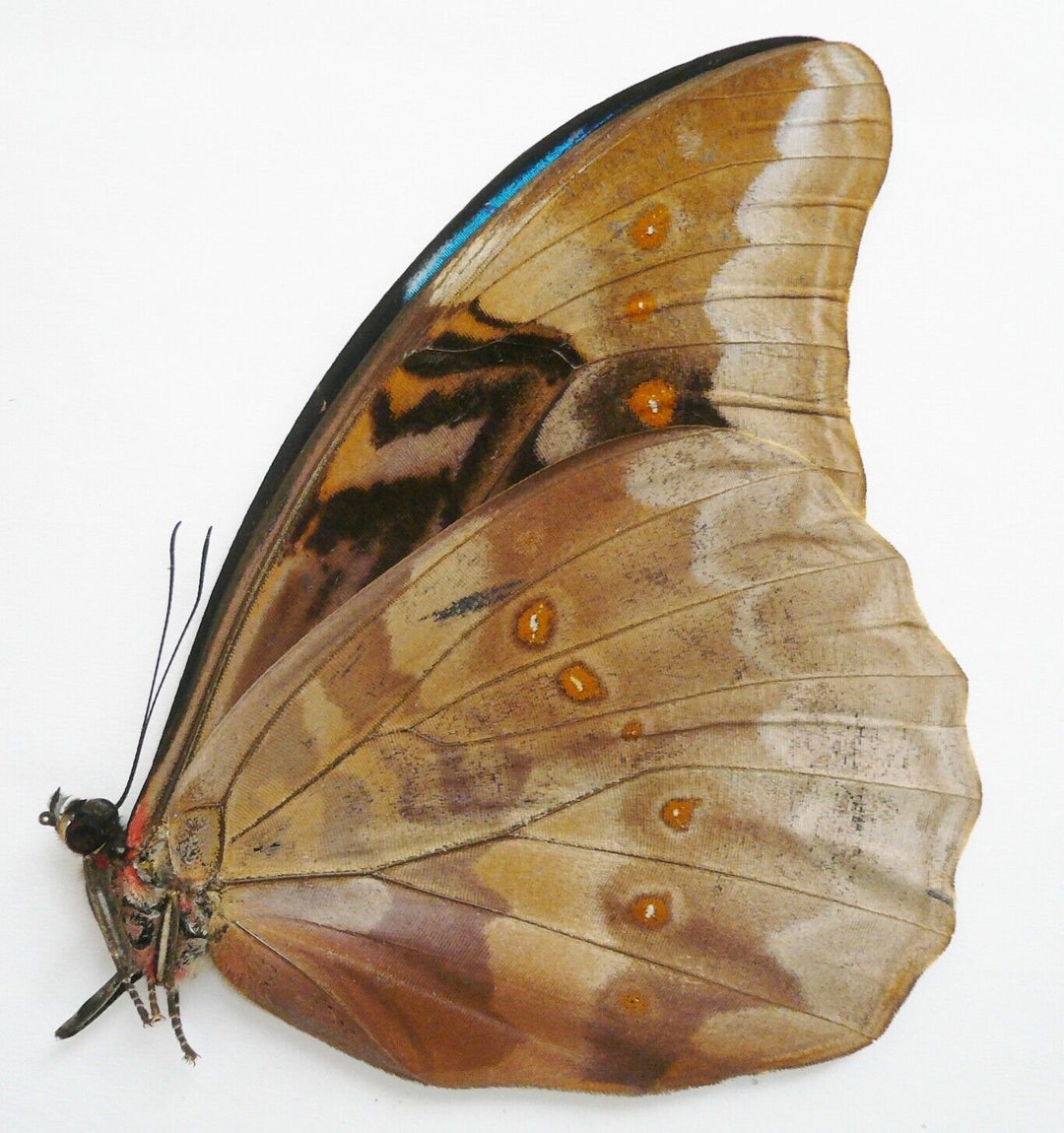 RARELY OFFERED Morpho Anaxibia Male Brazil Mounted Specimen - Etsy