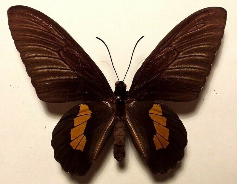 Troides Haliphron Ssp. Male taliabu MOUNTED - Etsy UK