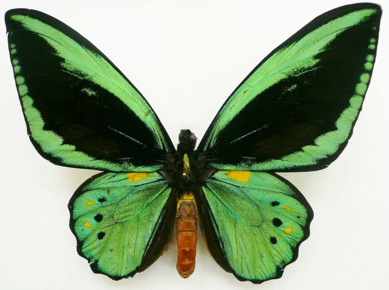 Ornithoptera Priamus Priamus Male Form Viridocellularis CERAM - Etsy