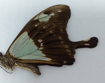 Papilio Phorcas - Etsy