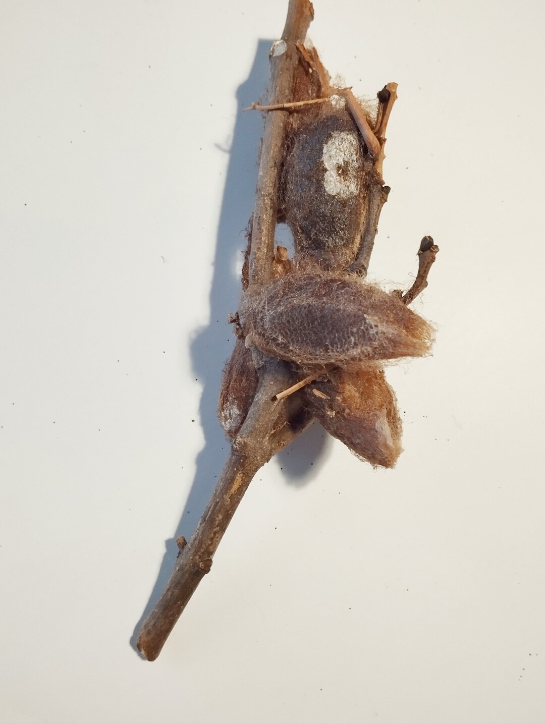 REAL DEAD Cocoons Saturnia Puri / Leer on Stem Example Collectibles ...