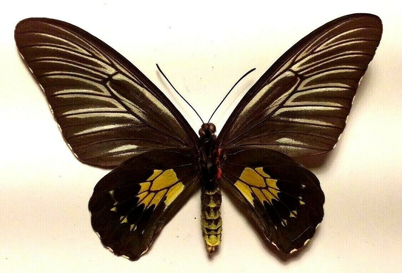 Troides Haliphron Antilochus Female Alor MOUNTED | Etsy