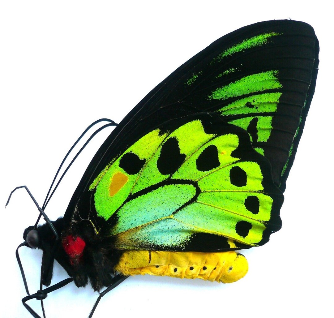 Ornithoptera Priamus Priamus Male CERAM - Etsy