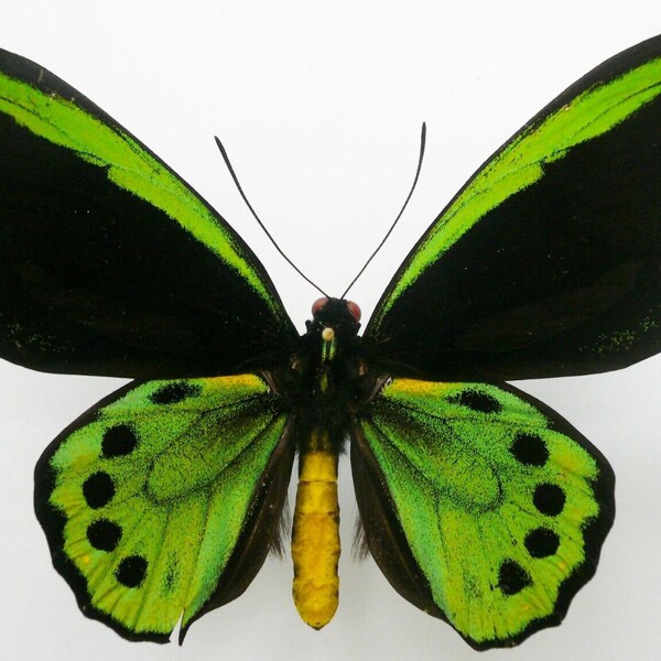 Ornithoptera - Etsy