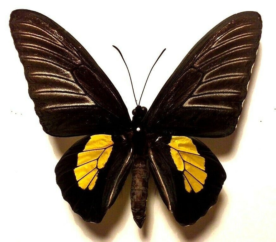 Troides Haliphron Naias Male sumbo MOUNTED - Etsy