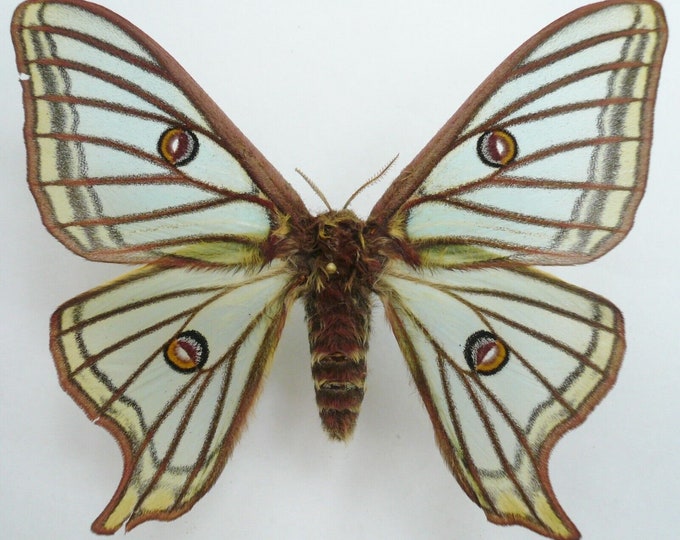 Insetto Farfalla Falena Graellsia isabellae-Rara falena lunare spagnola ...