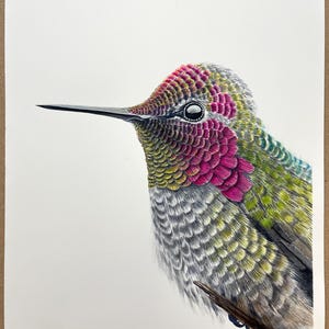 Anna's Hummingbird - Etsy