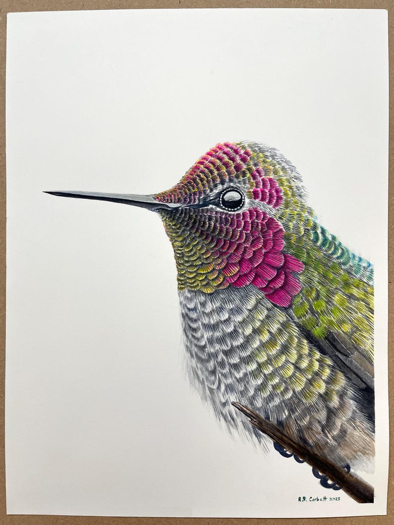 Anna's Hummingbird - Etsy