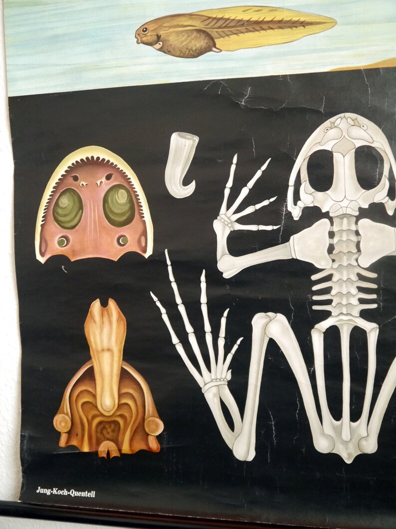 60s Vintage Pull Down Chart Evolution of the Frog by - Etsy