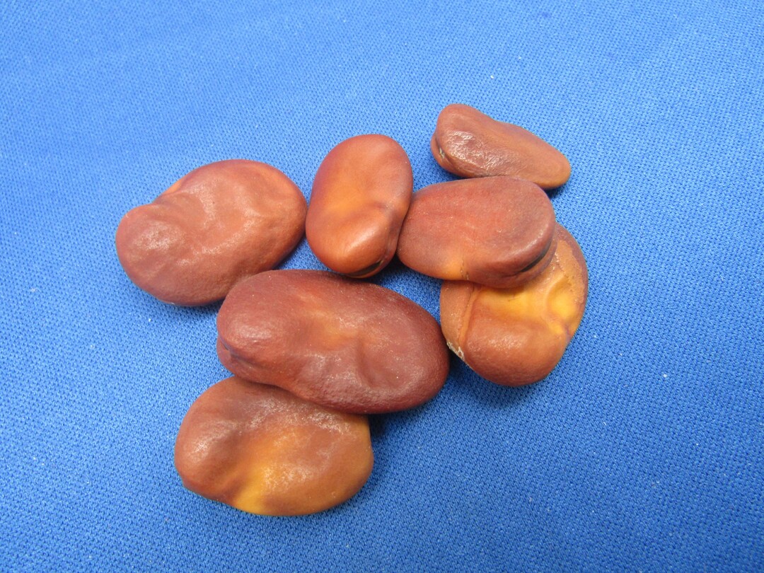 Fava Beans, Mojo Beans, Saint Joseph Beans, African Wishing Beans, Set ...