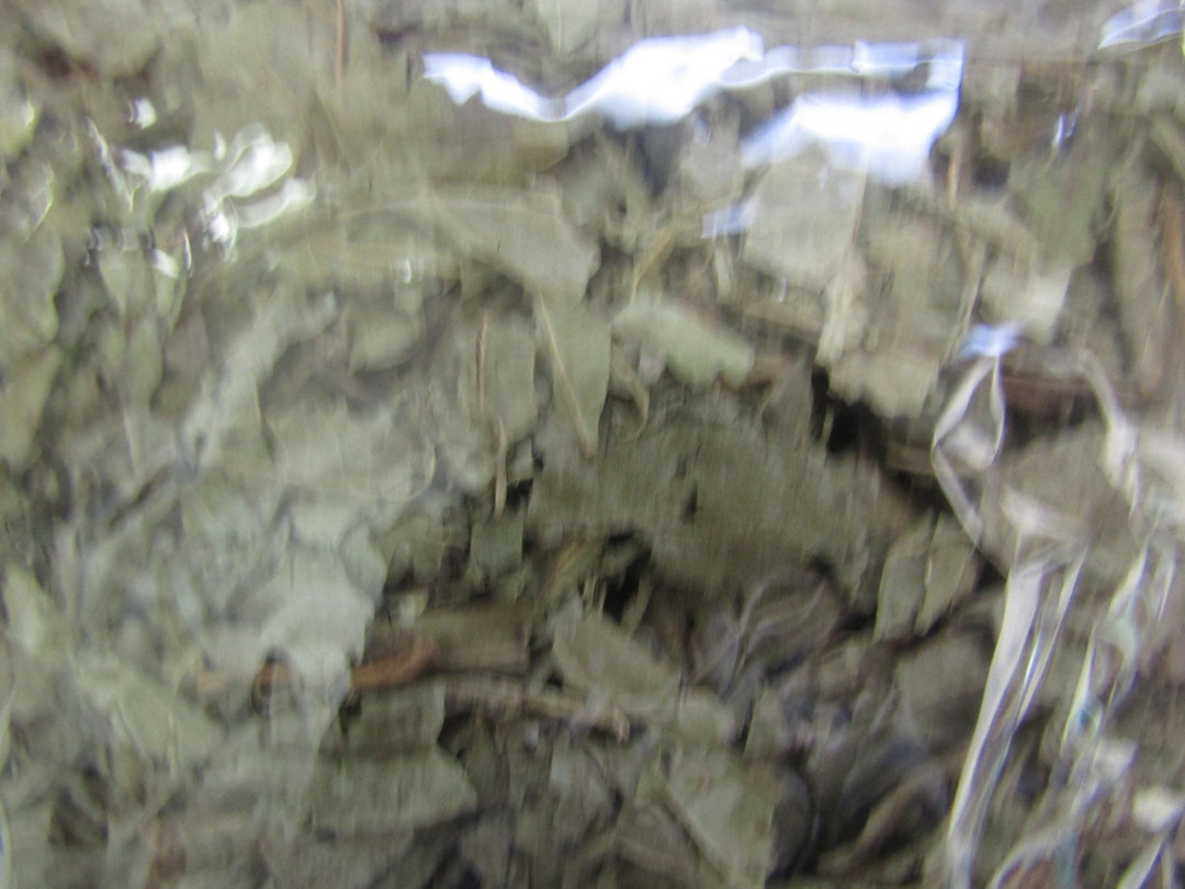 Matico, Tea, Herb, Herbal Infusion Tea - Etsy