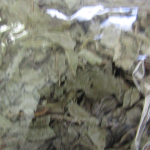 Matico, Tea, Herb, Herbal Infusion Tea - Etsy