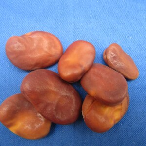 Fava Beans, Mojo Beans, Saint Joseph Beans, African Wishing Beans, Set ...