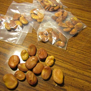 Fava Beans, Mojo Beans, Saint Joseph Beans, African Wishing Beans, Set ...