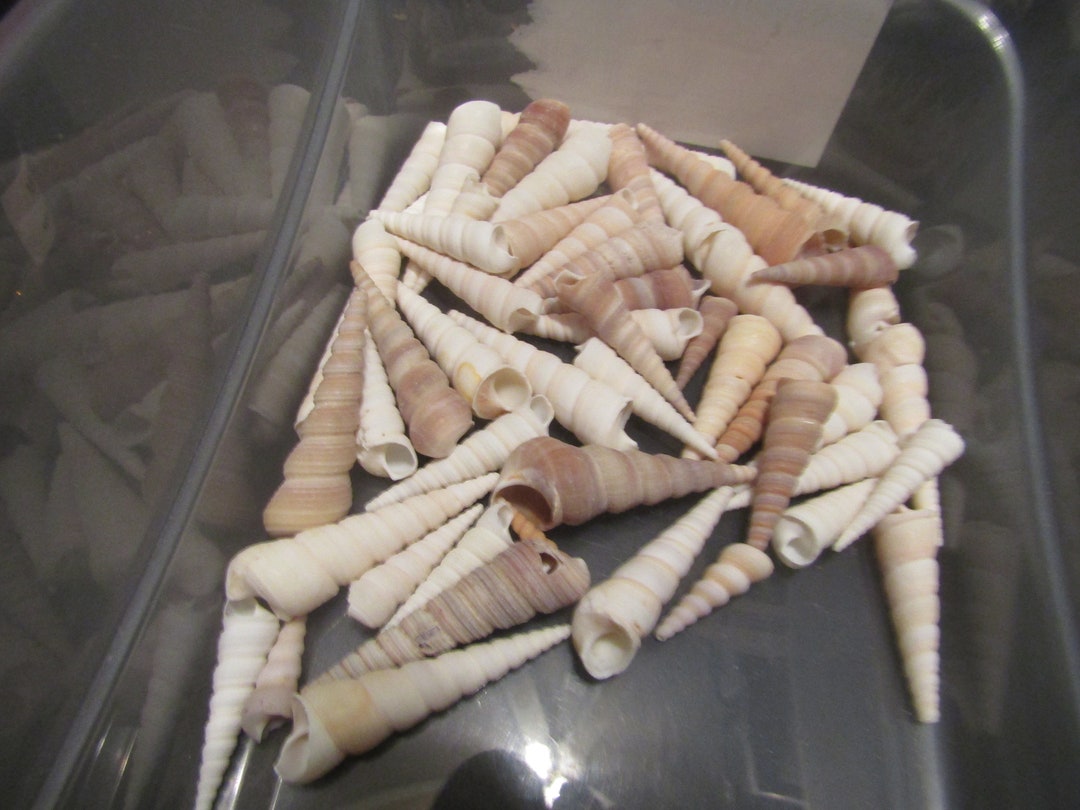 Orisha Ono Turretella Shells.terebra Turritella, Unicorn Horn Assorted ...