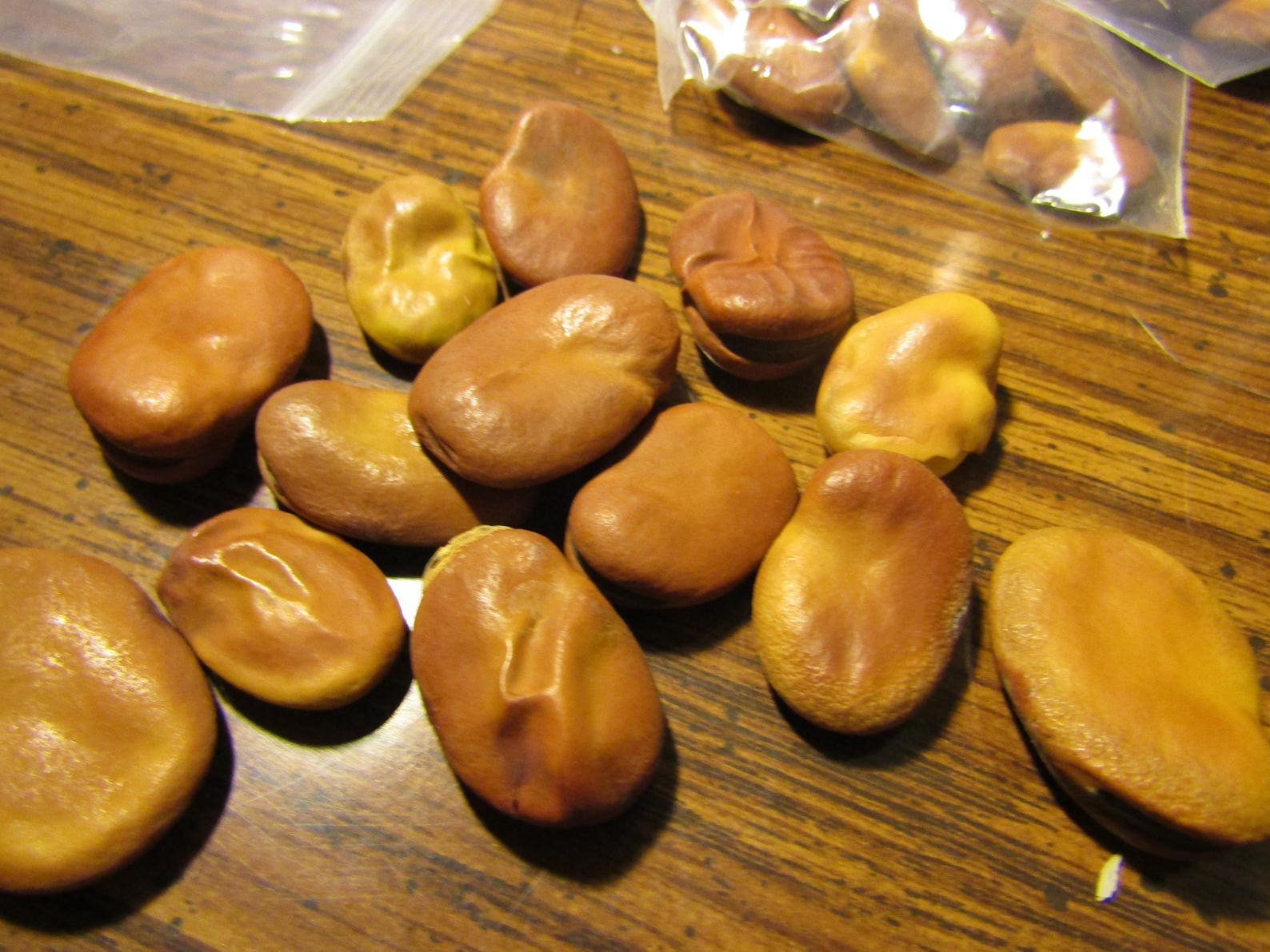 Fava Beans Mojo Beans Saint Joseph Beans African Wishing - Etsy