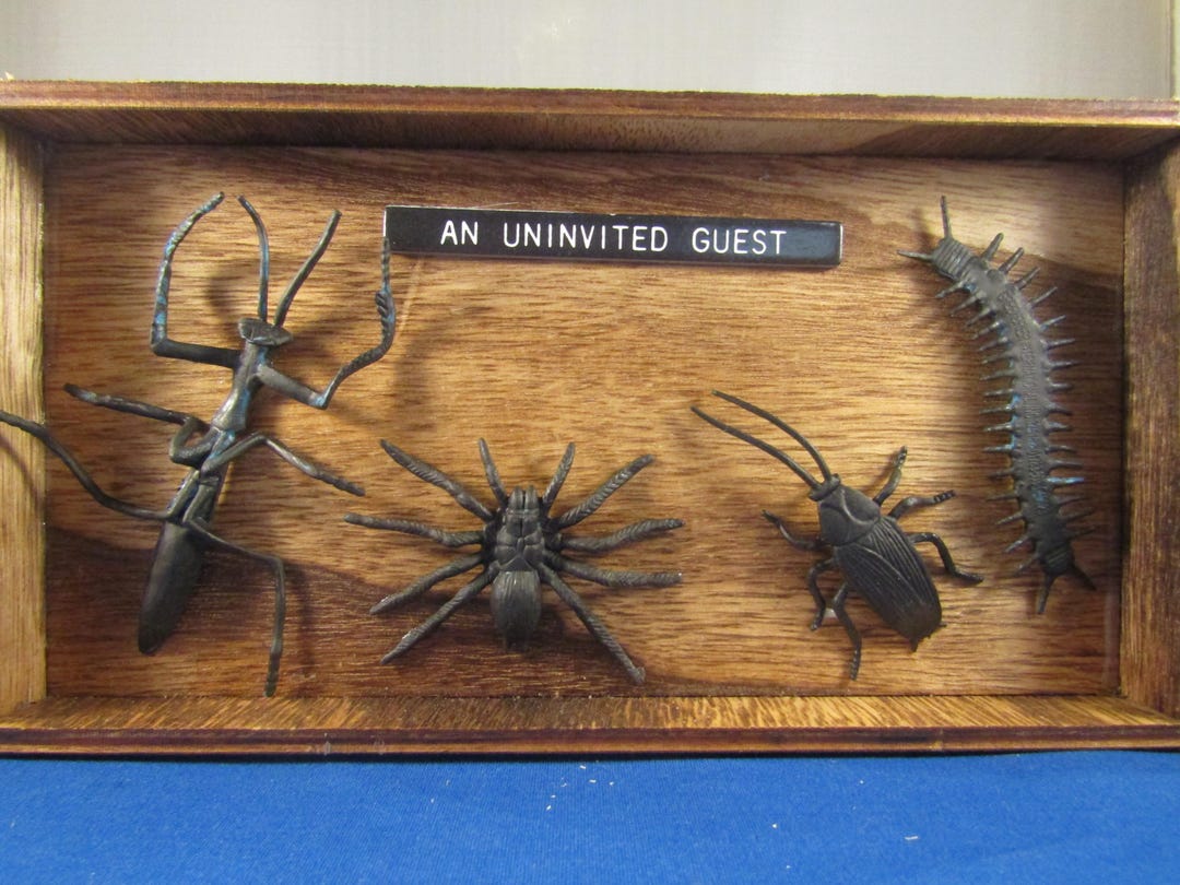 Bug Art Frame, an Uninvited Guest, Entomology, Insects, Kids Art, Wall ...
