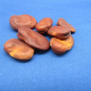 Fava Beans, Mojo Beans, Saint Joseph Beans, African Wishing Beans, Set ...