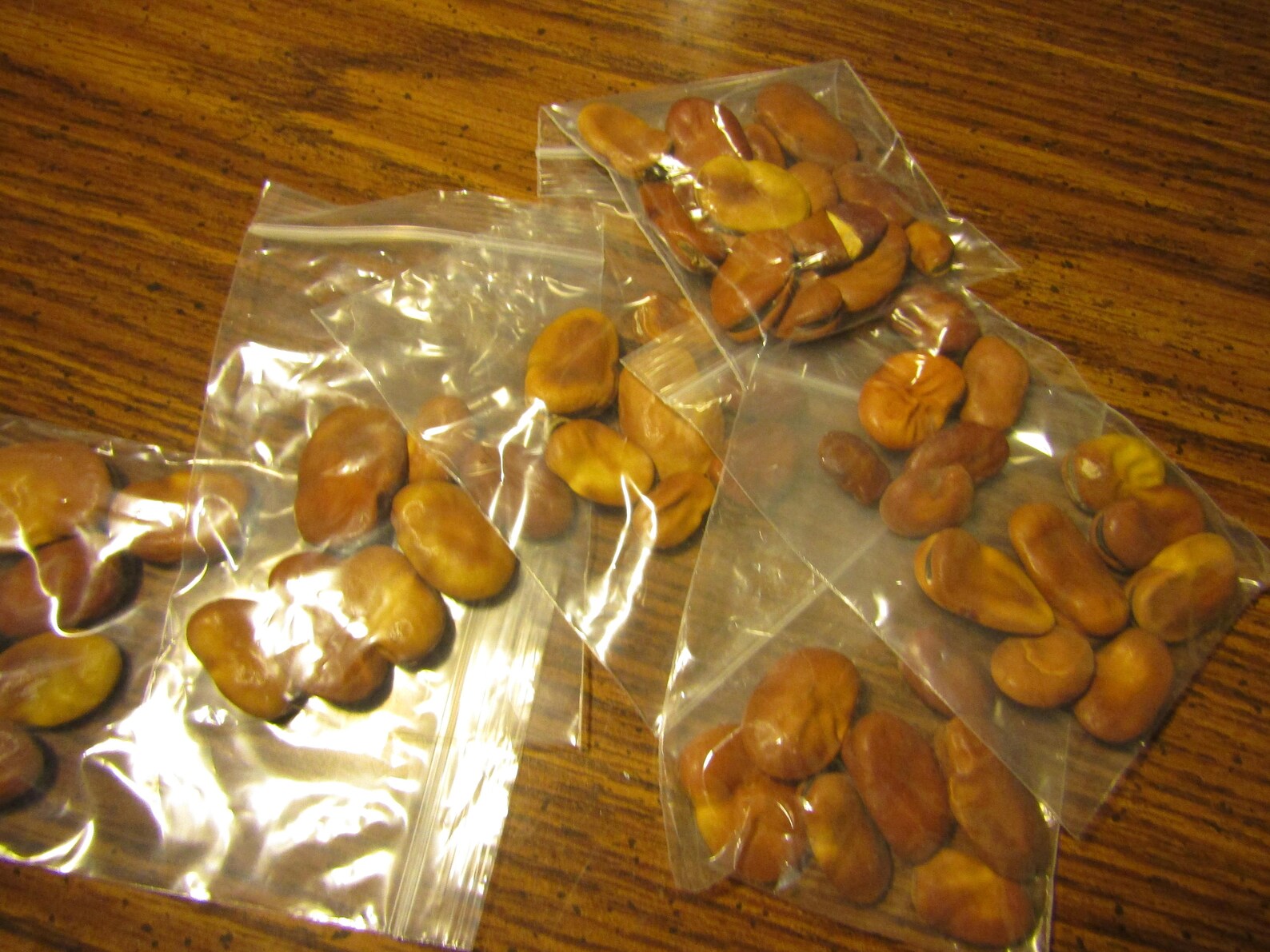 Fava Beans Mojo Beans Saint Joseph Beans African Wishing - Etsy