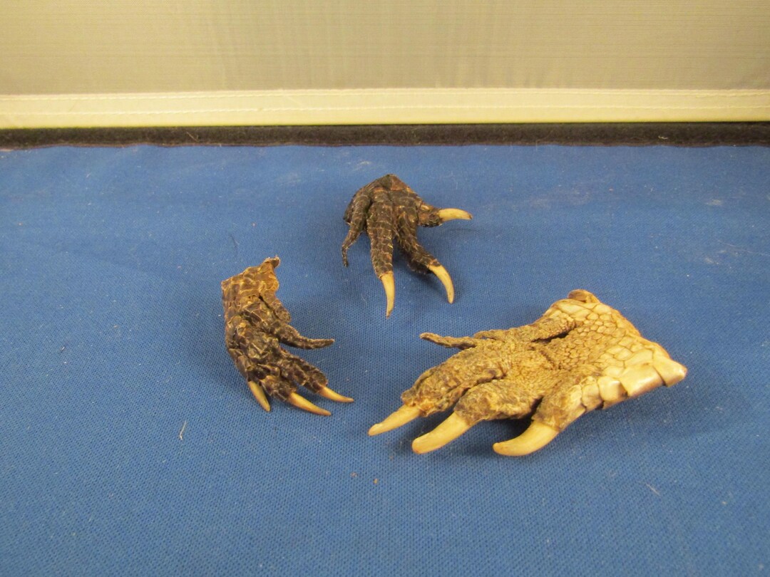 Alligator Claw, Small or Large Claw, Pata De Cocodrilo - Etsy