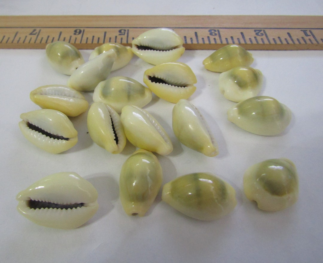 Cowrie Shells: Set of 18, Santeria, Ifa, Yoruba, Yemaya, Ocean Goddess ...