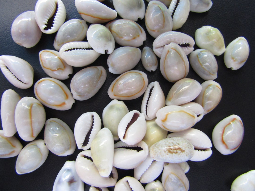 Cowrie Shells, Money, Divine Feminine, Sea Witch, Yemaya Water Element ...