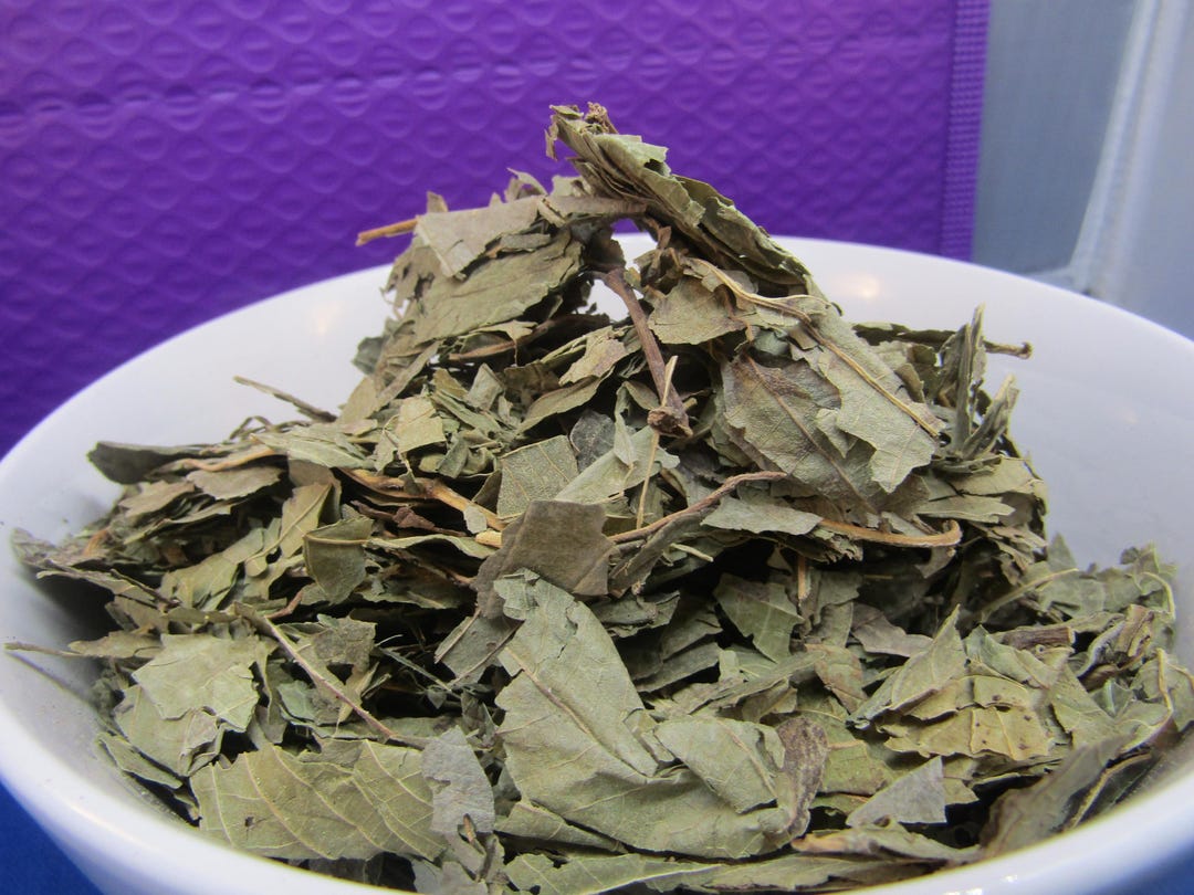 Matico, Tea, Herb, Herbal Infusion Tea, 30g Approx. 1 Ounce - Etsy