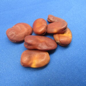 Fava Beans, Mojo Beans, Saint Joseph Beans, African Wishing Beans, Set ...