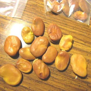 Fava Beans, Mojo Beans, Saint Joseph Beans, African Wishing Beans, Set ...