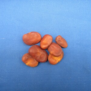 Fava Beans, Mojo Beans, Saint Joseph Beans, African Wishing Beans, Set ...