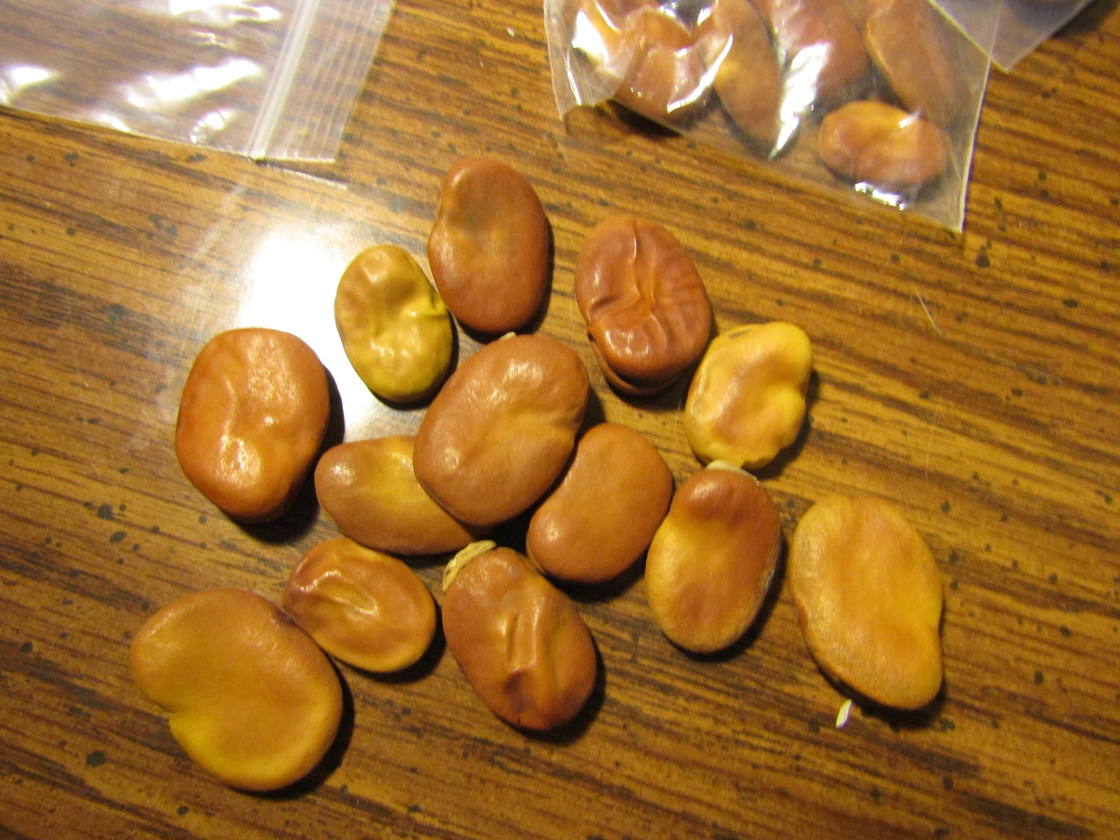 Fava Beans Mojo Beans Saint Joseph Beans African Wishing - Etsy