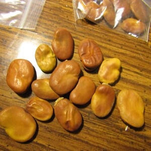 Fava Beans, Mojo Beans, Saint Joseph Beans, African Wishing Beans, Set ...