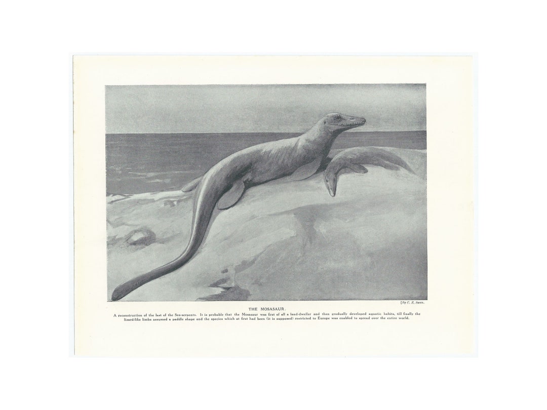 The Mosasaur Antique Print From 1916. Genuine Original Book Page/plate ...